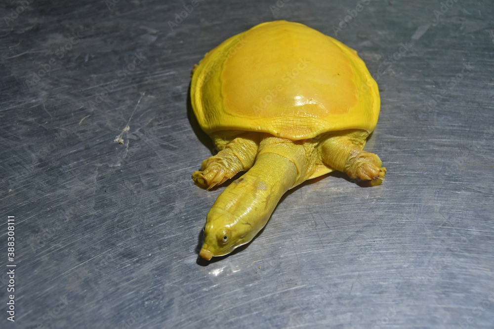 Burdwan, West Bengal / India - 27.10.2020: Yellow Turtle - Indian ...
