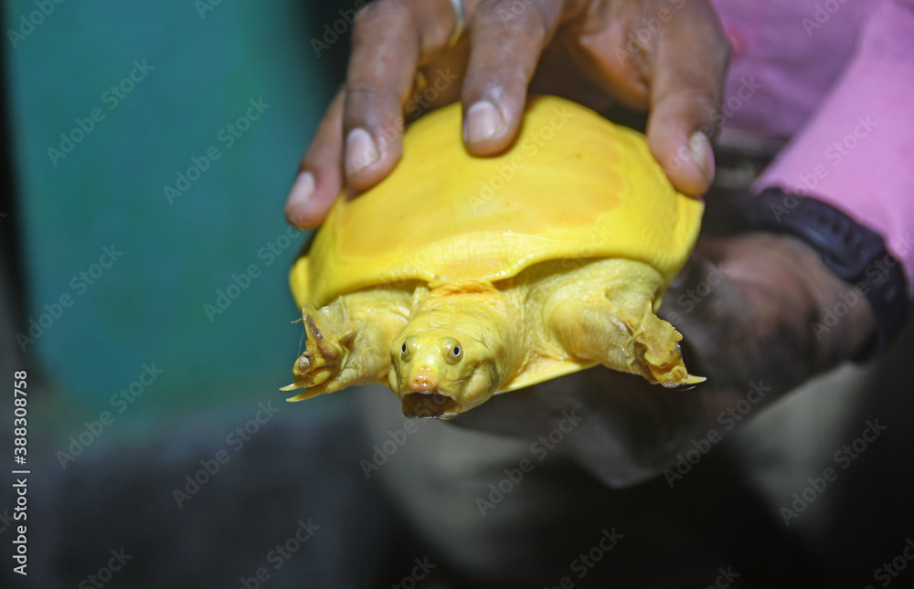 Burdwan, West Bengal / India - 27.10.2020: Yellow Turtle - Indian ...