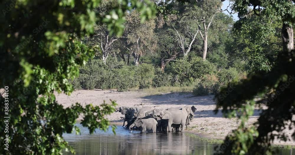 Vidéo Stock herd of African elephant with small babies, Loxodonta on ...