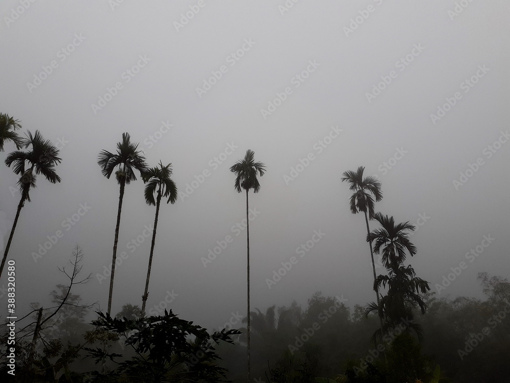 Betel nut trees beautiful photo of nature background, with fog on the ...