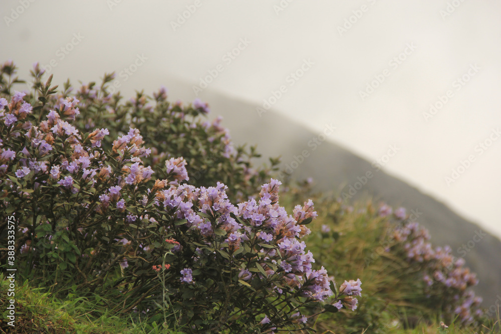 strobilanthes kunthiana flower which blooms once in 12 years ...
