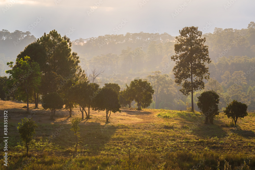Trees on the Hill, Thung Salaeng Luang National Park, Phitsanulok ...