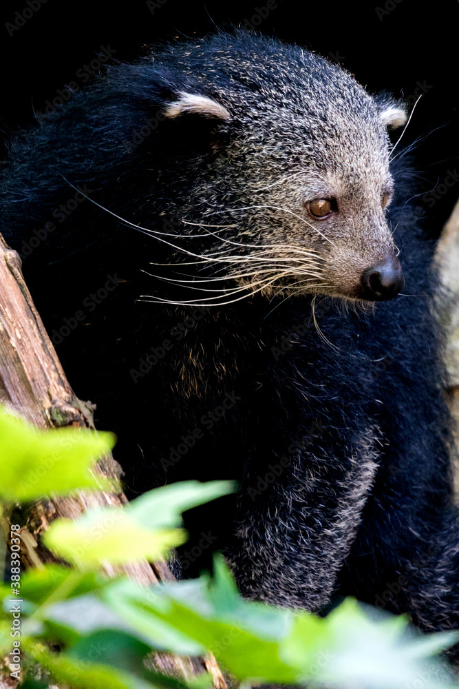 Arctictis binturong - animal outdoors in nature. Stock Photo | Adobe Stock