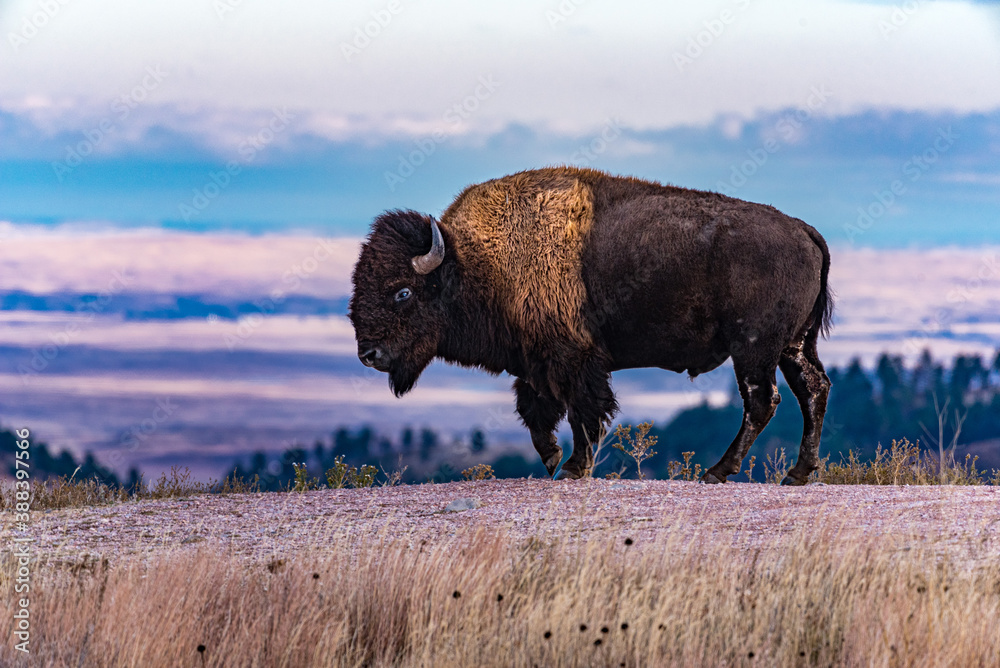 Bison in WInd Cave National Park Stock Photo | Adobe Stock