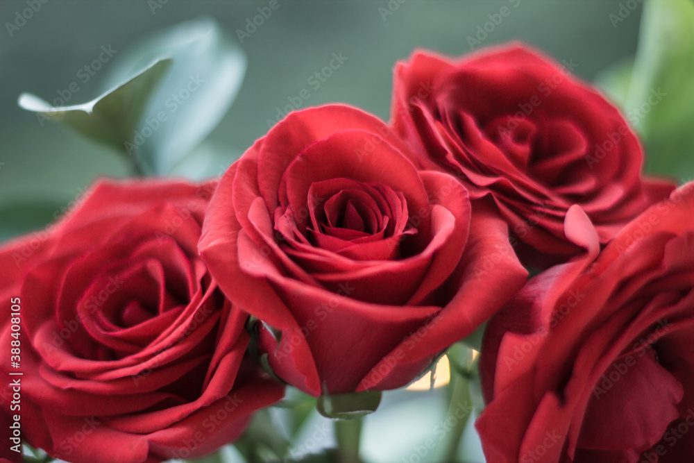 Rosas rojas Stock Photo | Adobe Stock