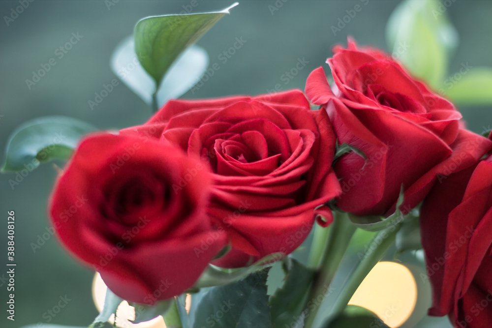 Rosas rojas Stock Photo | Adobe Stock