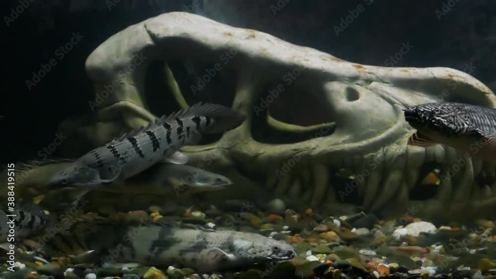 Polypterus palmas fish. Skull under water. Gloomy dark underwater ...