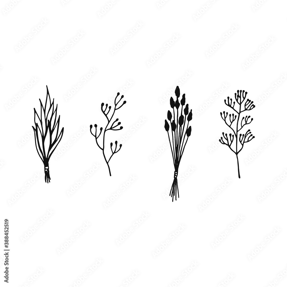 Hand drawn vector element. Bunch of dried herbs. Outline illustration ...