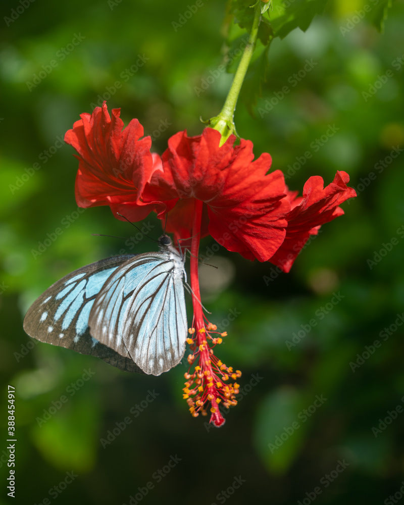 blue pareronia valeria malayan wanderer butterfly of the pieridae ...
