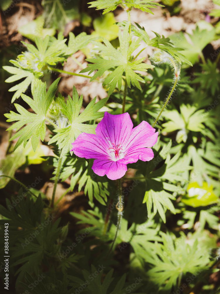 (Geranium sanguineum) Géranium sanguin ou bec de grue à fleurs ...