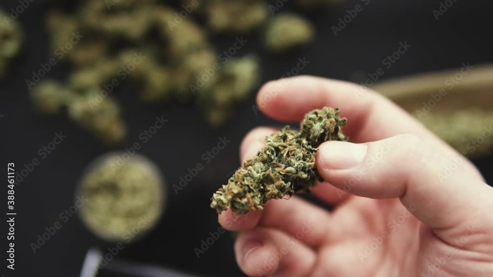 marijuana cannabis bud in hand. Man rolling a marijuana weed blunt ...