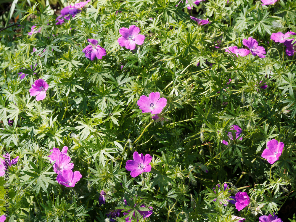 (Geranium sanguineum) Géranium sanguin ou bec de grue à fleurs ...