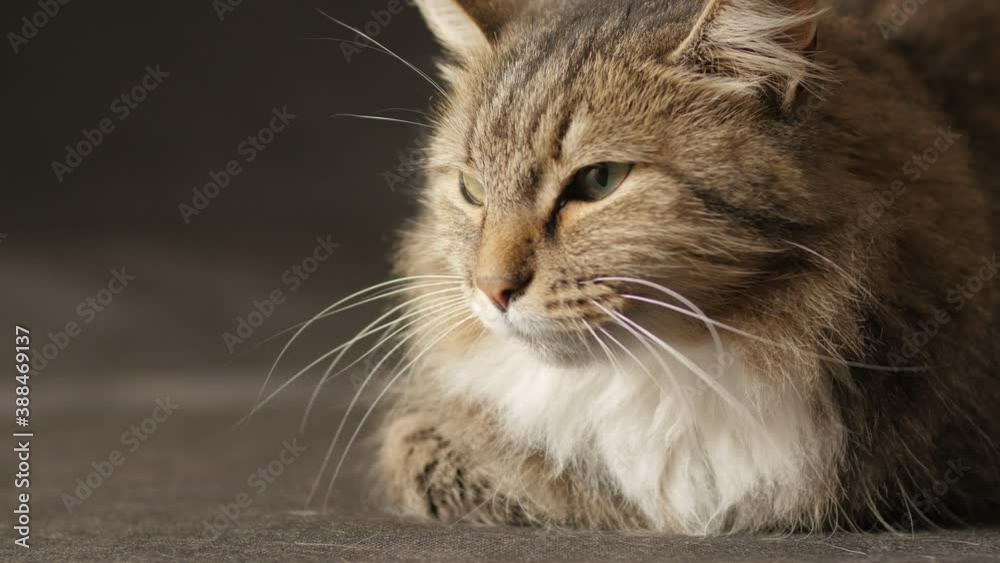 careful scared cat on black dark studio background,fluffy Siberian cat ...