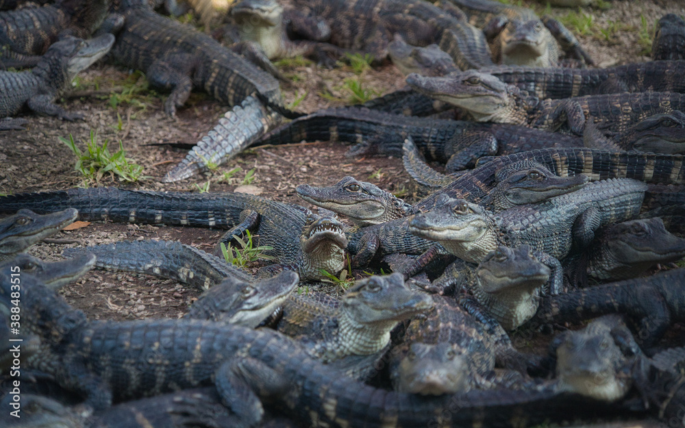 Eine große Gruppe vieler gefährlicher Jungtiere Alligatoren, Krokodilen ...