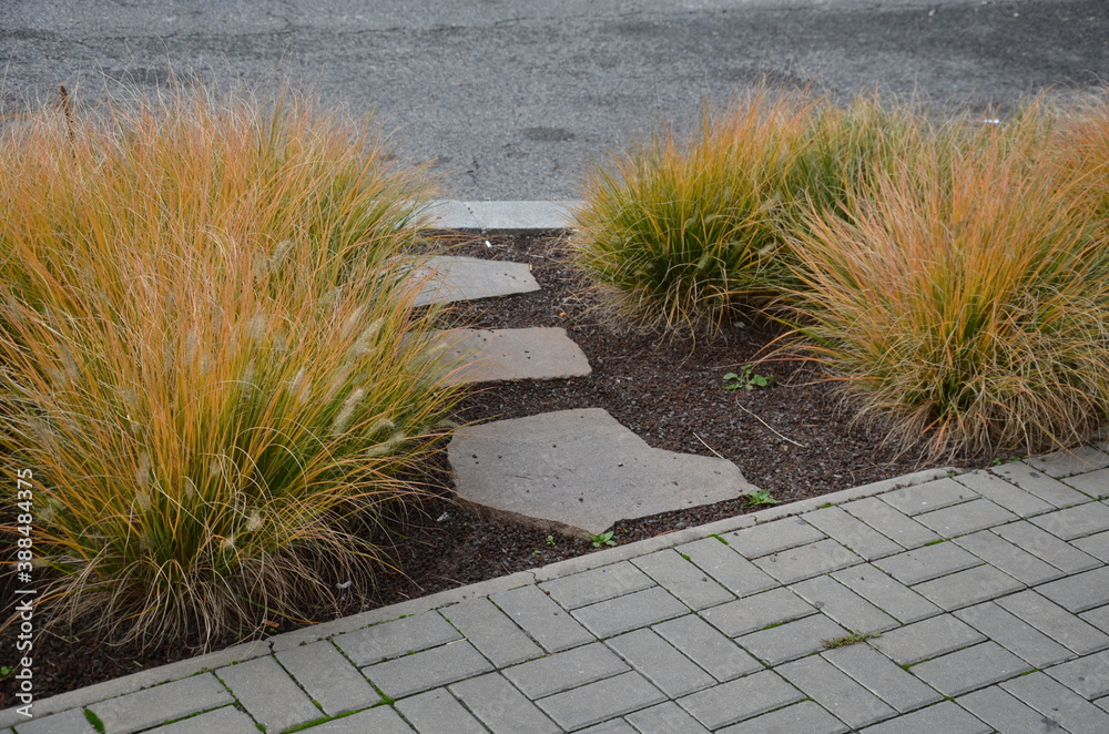 This graceful Fountain Grass remains a top favorite ornamental grass ...