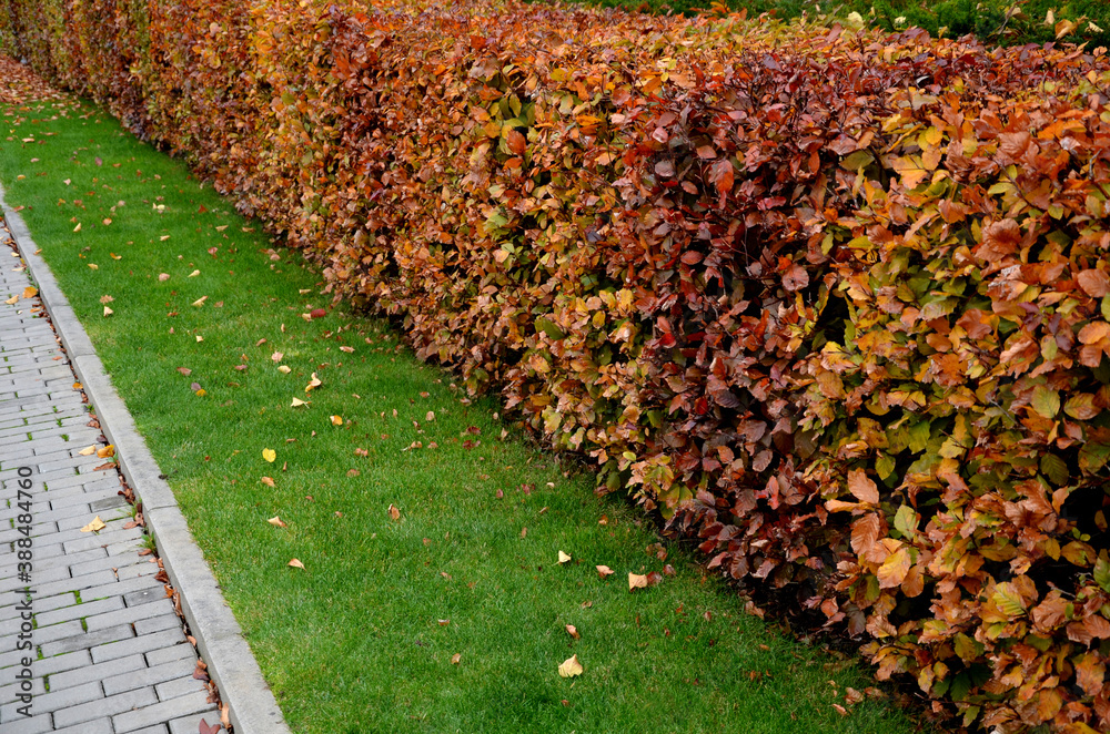 shaped deciduous hedges in the fall shed lots of leaves on the lawns of ...
