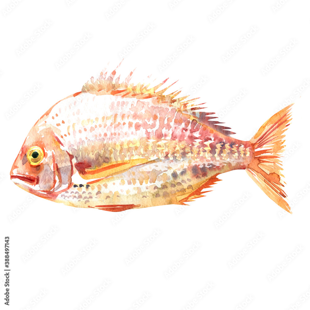 Pagrus fish, Pagrus major, red seabream, Pink Sea bream fish, Japanese ...