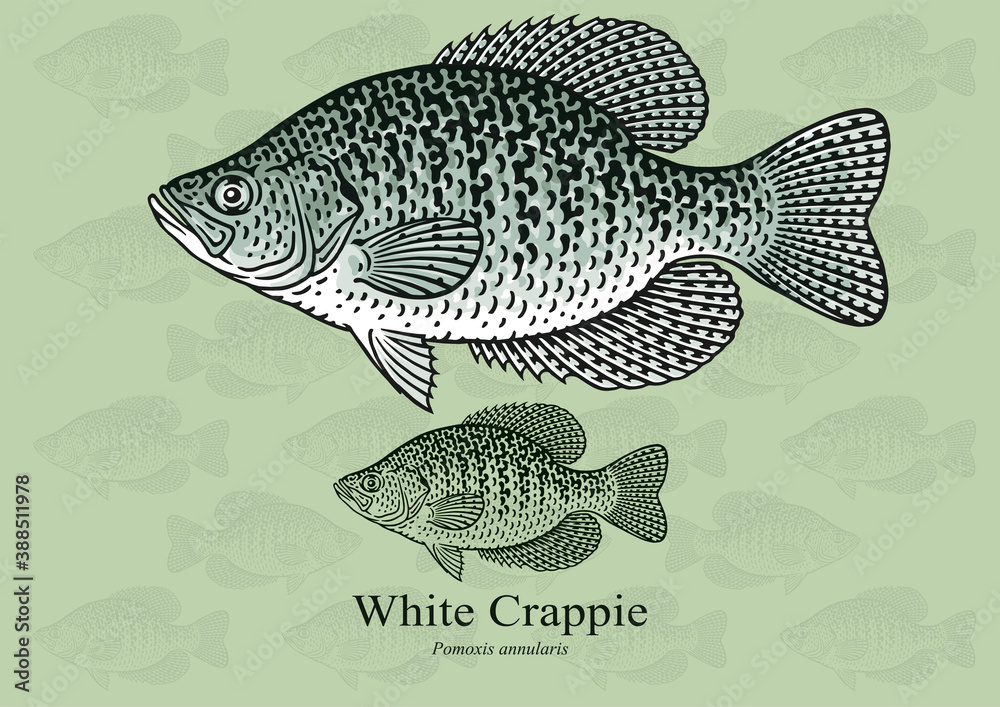 White Crappie. Vector illustration with refined details and optimized ...