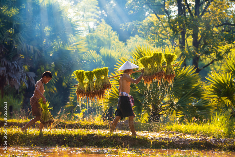 Asian men carrying saplings of jasmine rice to cultivate in rice fields ...