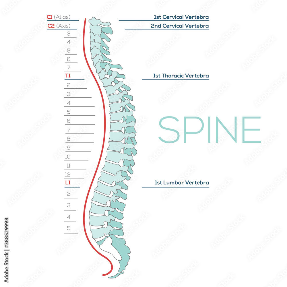 Vector Medical illustration of the Spine, diagram of the human spinal ...