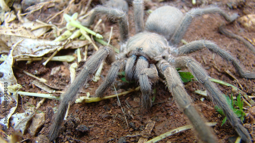 Tarantula. Spider tarantula. Close up female of spider tarantula in the ...