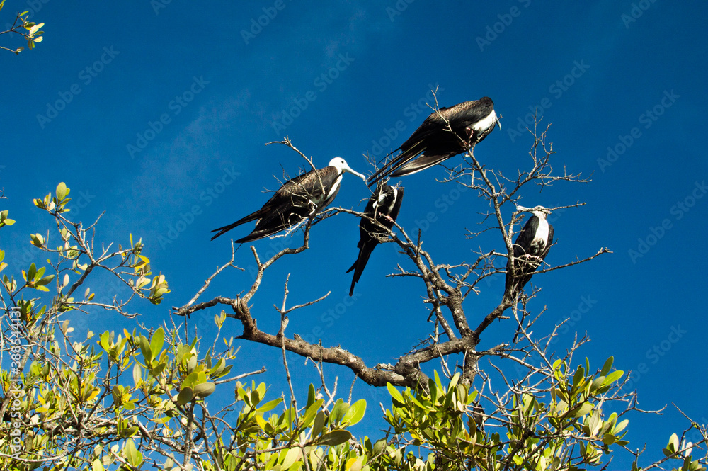 Aves posadas sobre ramas de un arbol a la espera de su presa Stock ...