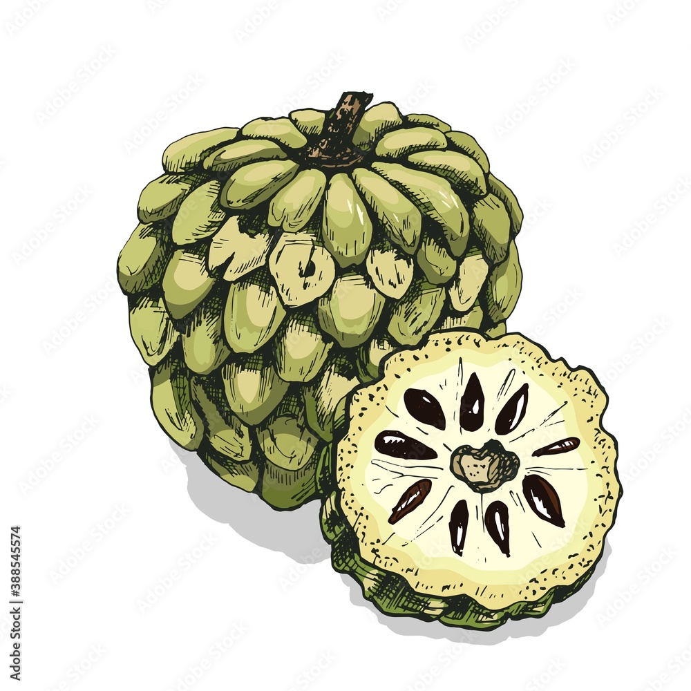 Whole and half apricot. Vector color vintage hatching illustration ...