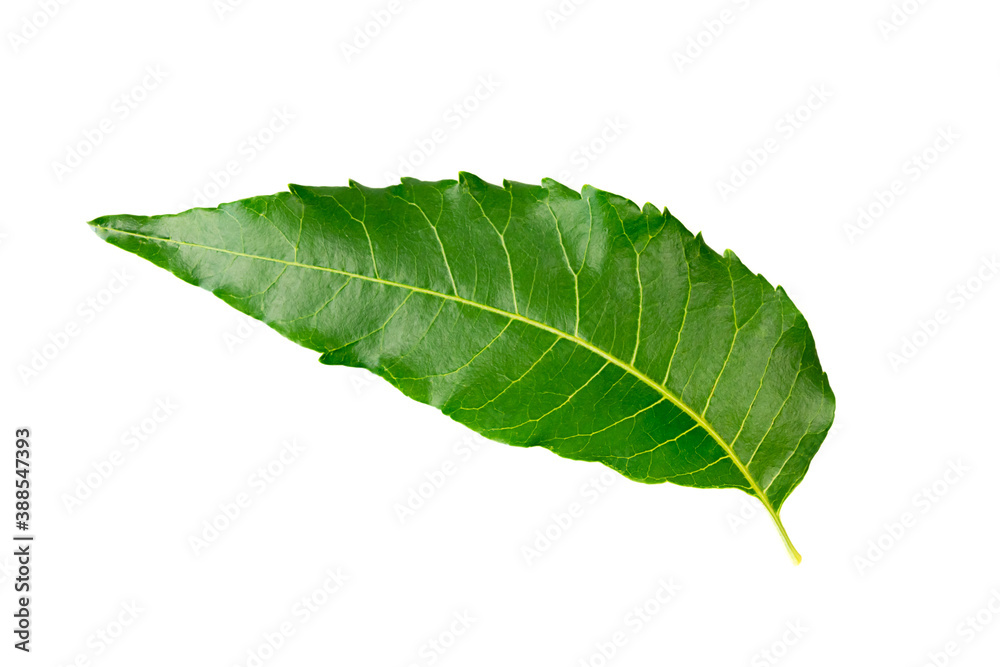Single Neem leaf isolated on white background. Stock Photo | Adobe Stock