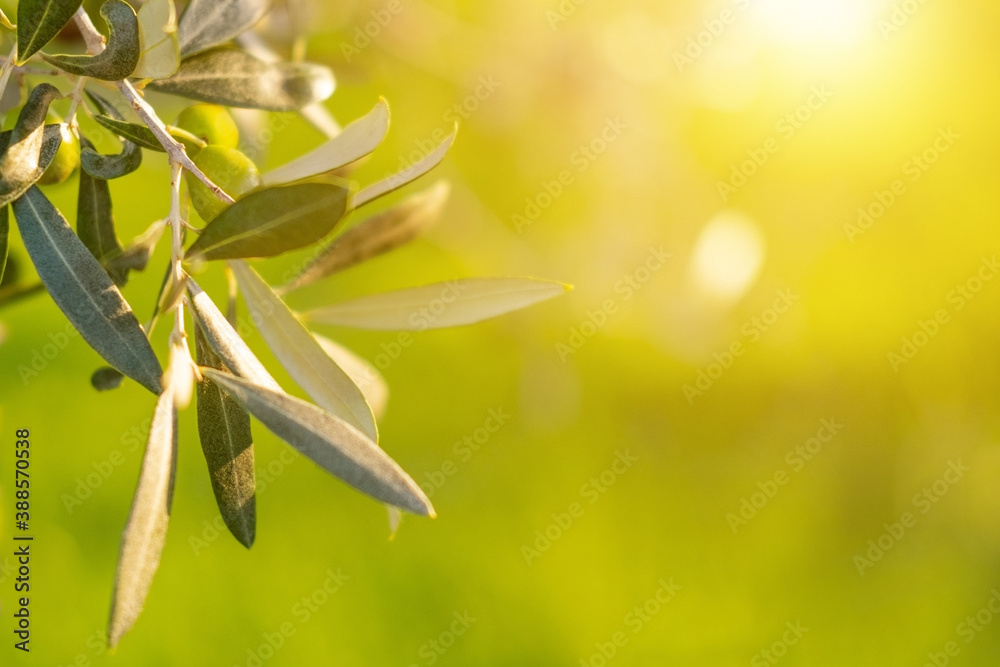 Olive tree branch in garden plantation. Close up. Sunny weather. Olive ...