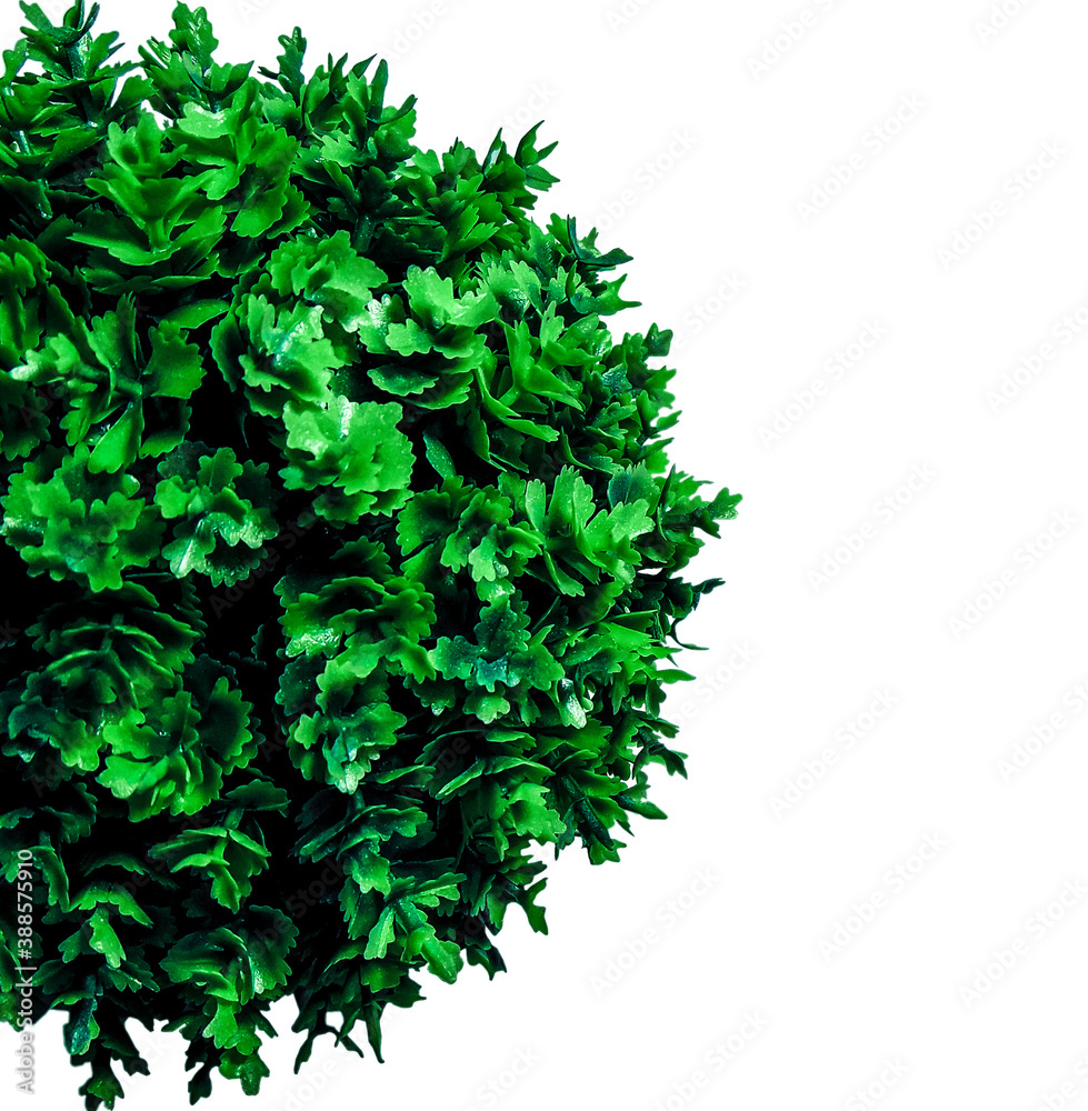 Green Bush of a round-shaped plant isolated on a white background ...
