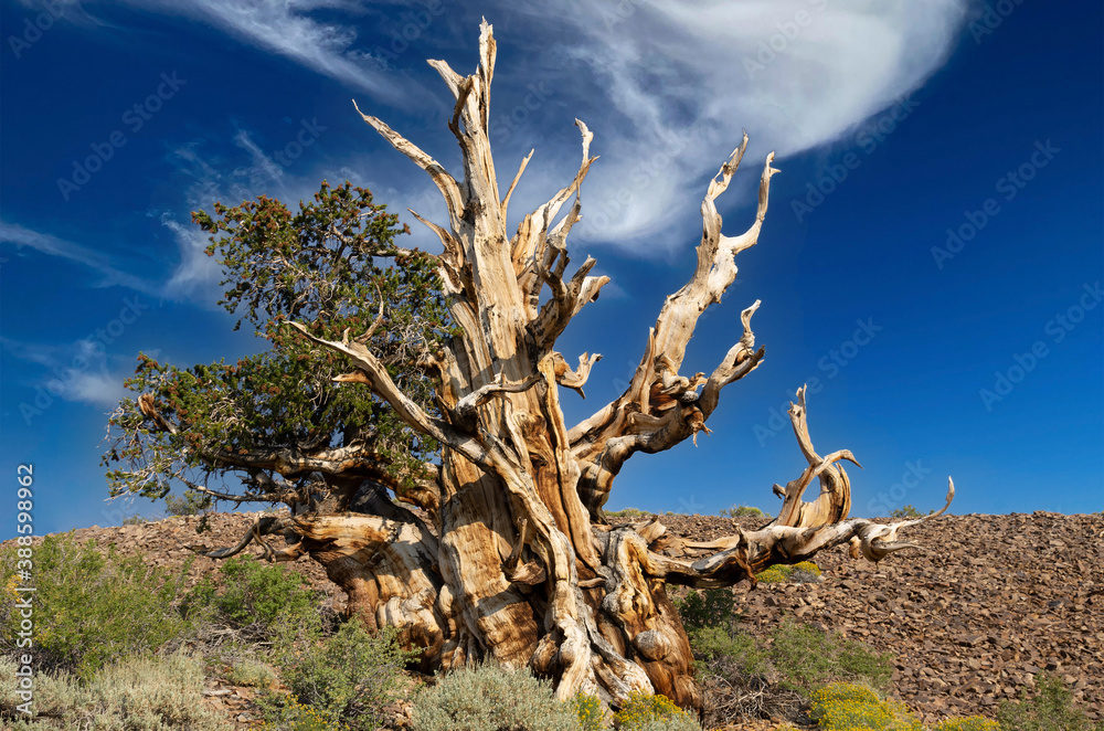 A Pinus longaeva tree, long-lived bristlecone tree, in the Ancient ...