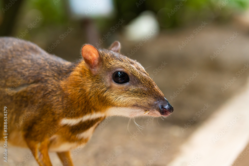 Kanchil is an amazing cute baby deer from the tropics. The mouse deer ...