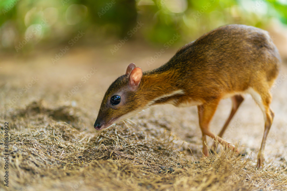 Baby Deer Mouse