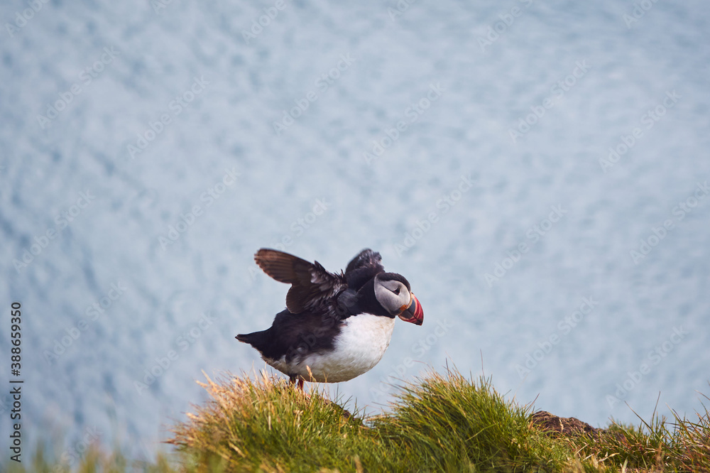 Foto de Atlantic Puffin bird, beautiful vibrant close-up portrait ...
