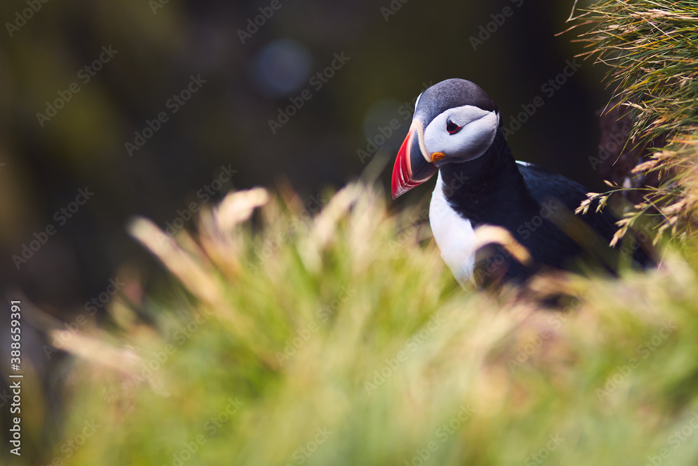 Atlantic Puffin bird, beautiful vibrant close-up portrait, Horned ...