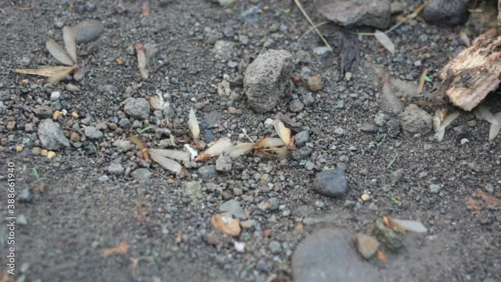group Termites or anai-anai or white ants are social insects members of ...