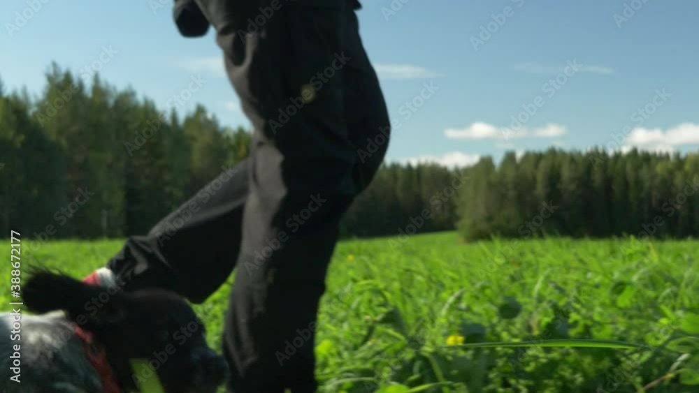 Ground level tracking shot of Brittany Spaniel dog running behind and ...