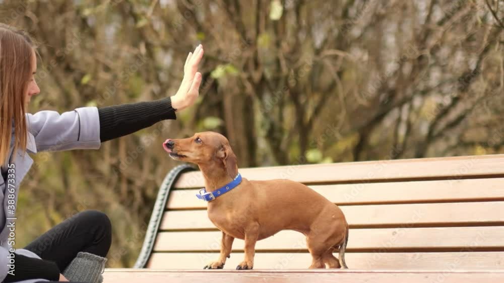 handshake between woman and pretty small dog. High Five teamwork ...