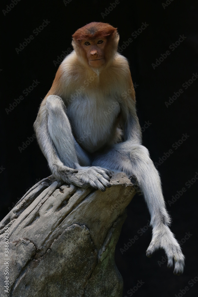 Bekantan (Nasalis larvatus) is a kind of long-nosed monkey with brown ...