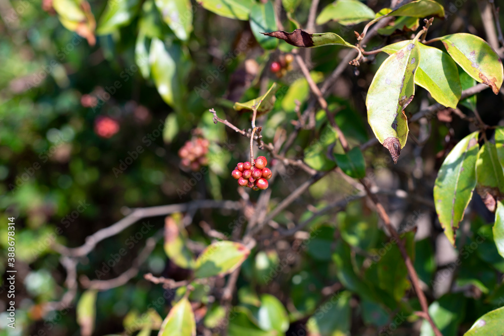 Red fruit of scarlet kadsura (Kadsura japonica) in Japan in autumn ...