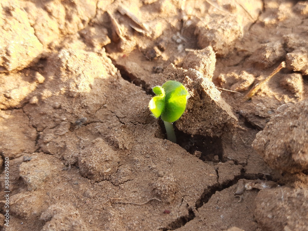 Lady finger sprout is coming out after tearing the ground. Okra plant ...