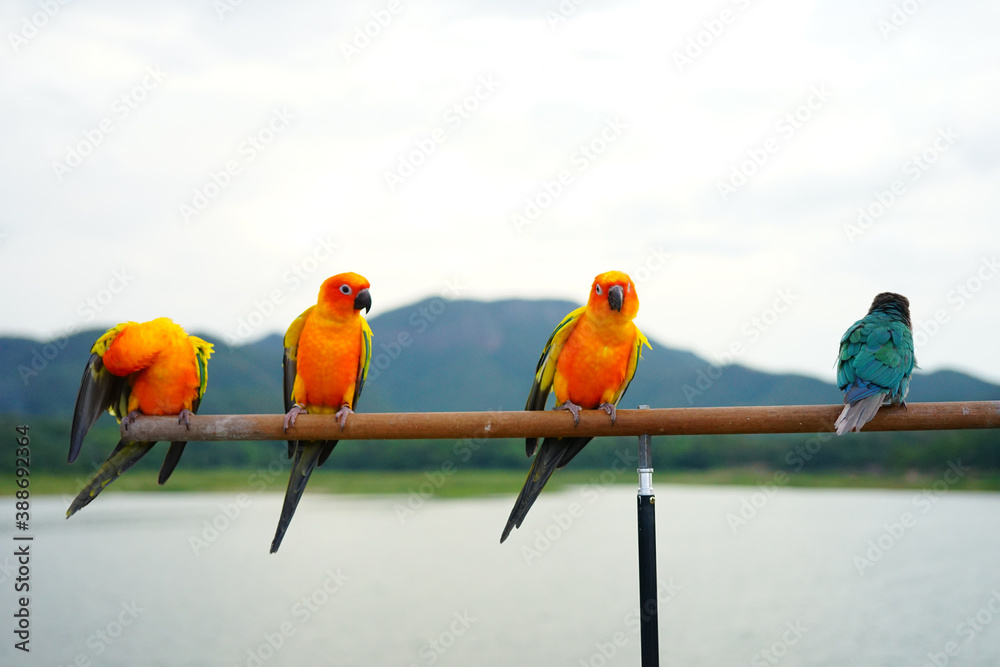 Green cheek conure and sun conure parrots on nature background. Stock ...
