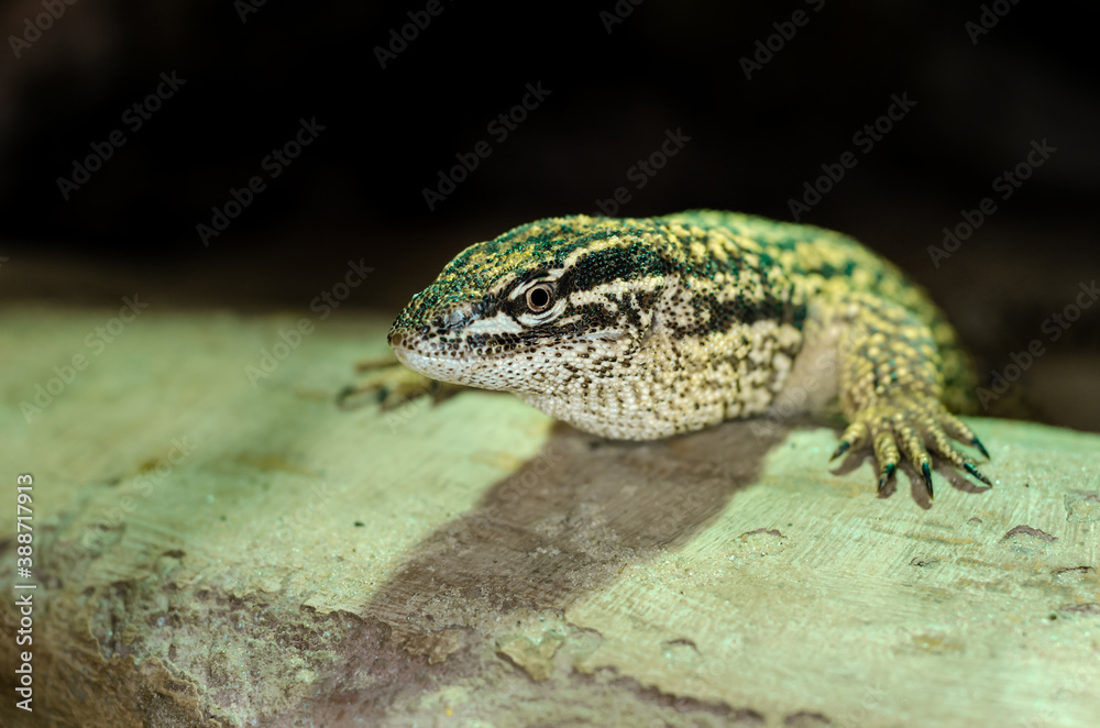 The spiny-tailed monitor (Varanus acanthurus), also known as the ridge ...