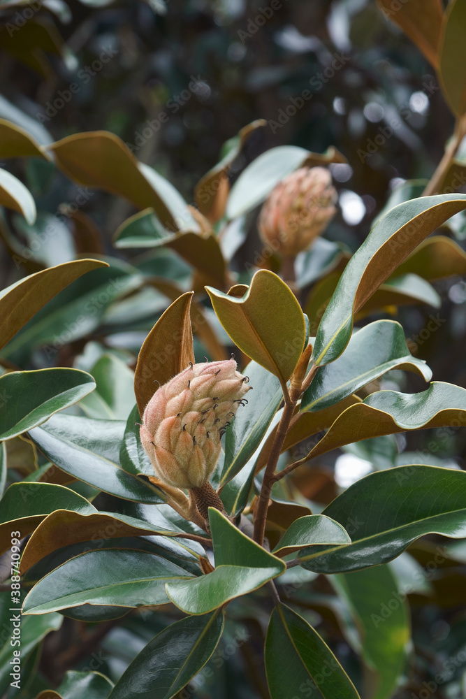 Southern magnolia (Magnolia grandiflora). Called Evegreen Magnolia ...