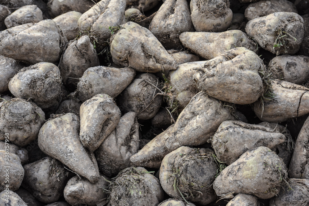 Foto de agriculture agricole culture betterave sucre sucriere recolte ...