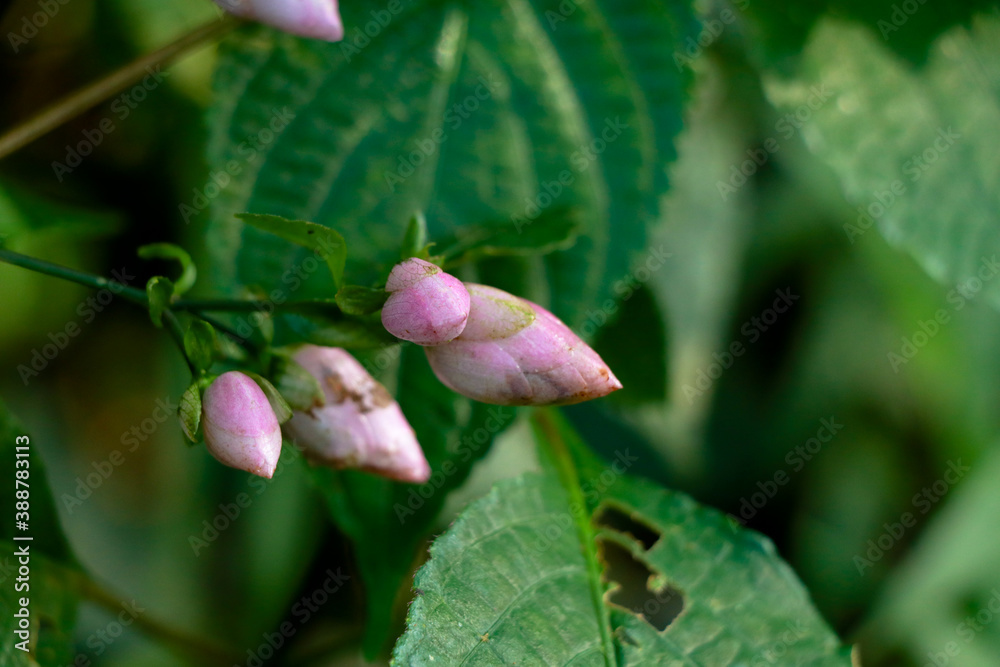 Light pink color flower buds of a wild plant belonging to Strobilanthes ...