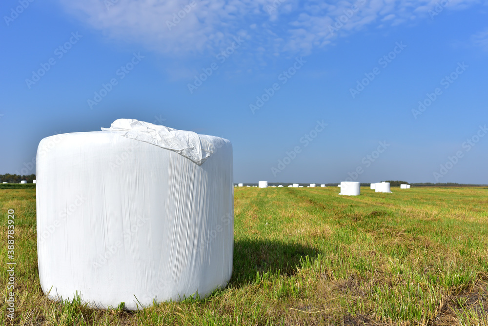 Hay in rolls in white packages stored on field on blue sky background ...