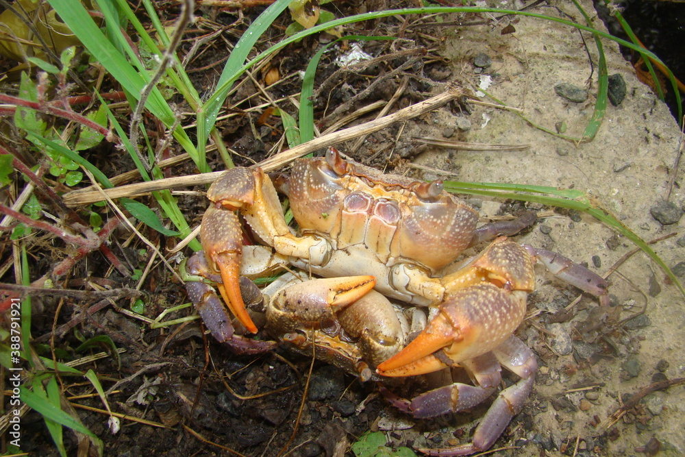 crab. crabs mating Mated animals. Mating Systems in Sexual Animals ...