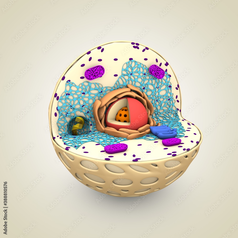 Animal Cell Anatomy, 3D Rendering Stock Illustration | Adobe Stock