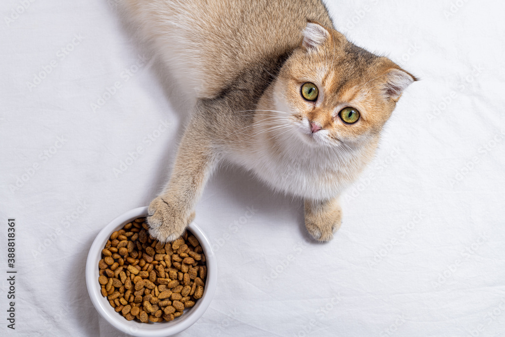 Cute cat looking on white background with cat food bowl. Cute kitten ...